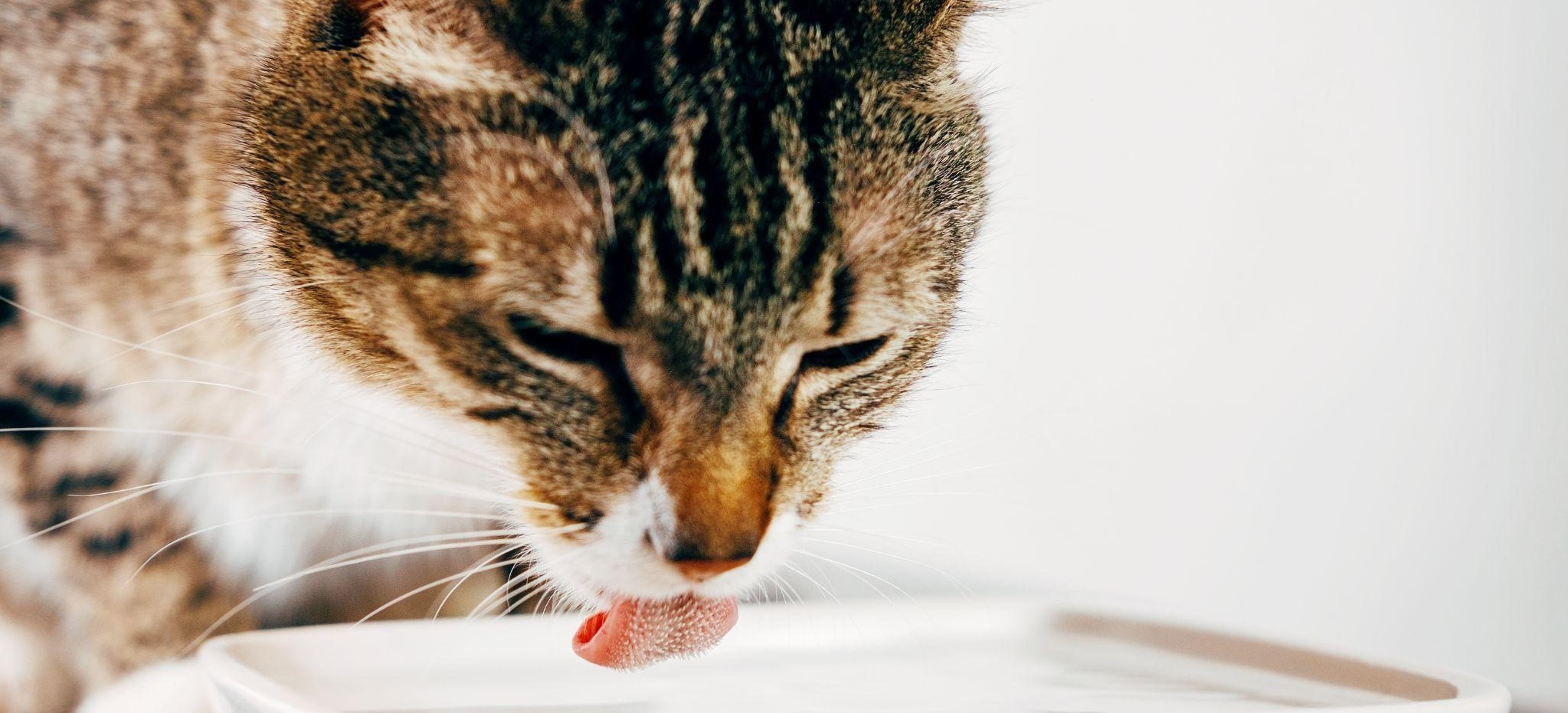 Можно ли давать молоко взрослым кошкам и котятам | Purina